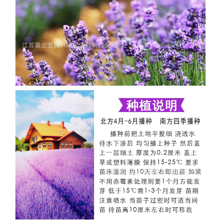 100 Pcs Bibit Bunga Lavender Empat Musim Untuk Balkon Halaman 4Hj1 ...