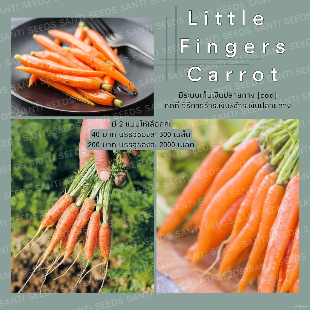 เมล็ดพันธ์ดีเมล็ดพันธุ์ แครอทจิ๋ว แครอทเบบี้ 2000 เมล็ด Little Fingers ...