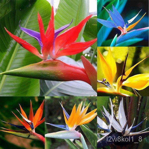 (ready stock)New Nice Adorable Flower Fragrant Seeds Fragrant Blooms ...