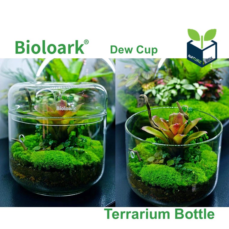 Bioloark Dew Cup Terrarium Bottle (Biolark) (มีสินค้าพร้อมส่ง) ไบโอลาร์ ...