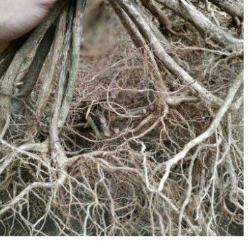 Root Senggani Media Aquascape พิพิธภัณฑ์สัตว์น้ํามีเดีย - herbal_plazza ...