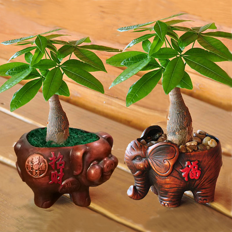 Fortune Tree Potted Indoor Flowers Small Bonsai Office Green Plants ...