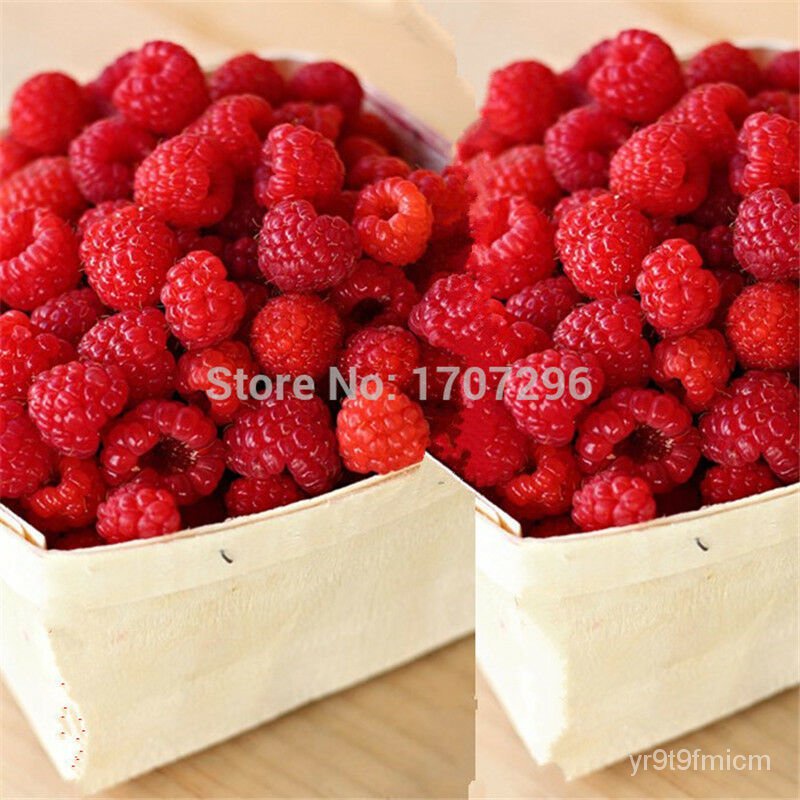 50pcs Giant Red Strawberry Seeds, Garden Fruit Plant, Rare And ...