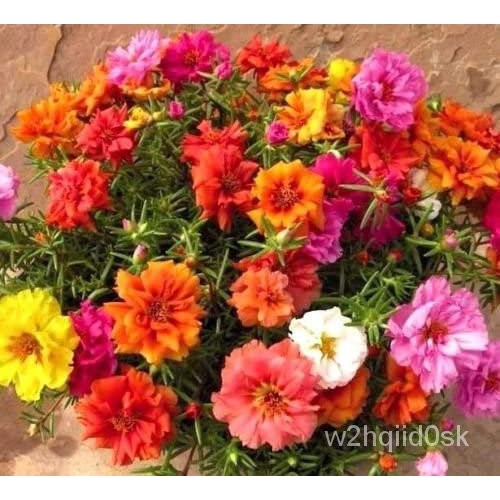 Moss Rose Double Portulaca Grandiflora Mix Color 10 Seed0 | Shopee Thailand