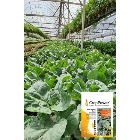 จุดประเทศไทย Kale seeds Benih Kailan ญี่ปุ่นคะน้าเมล็ด Crop Power Black ...