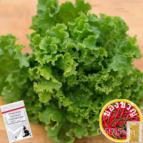 Lettuce Leafy Green Altima Loose Leaf Lettuce Seeds ...