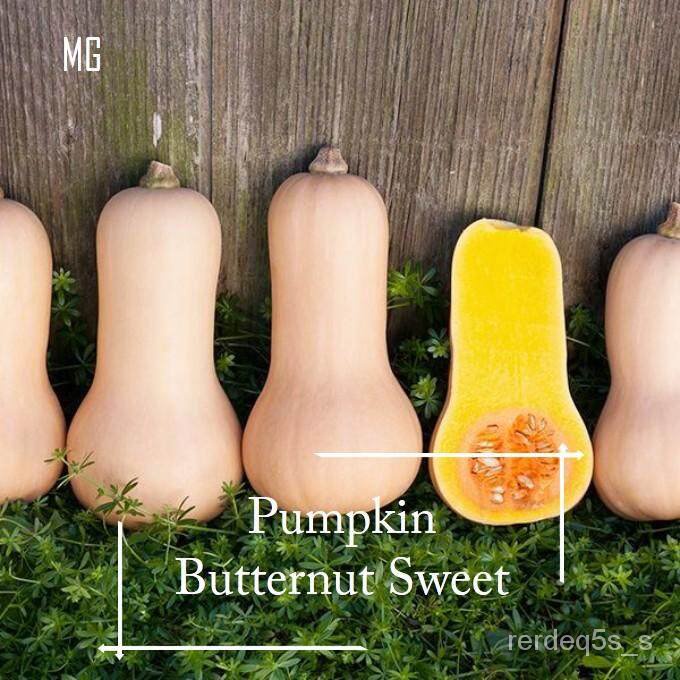 Butternut Sweet Pumpkin Squash Seeds - 10 seed Pot Friendly Tanam Pasu ...