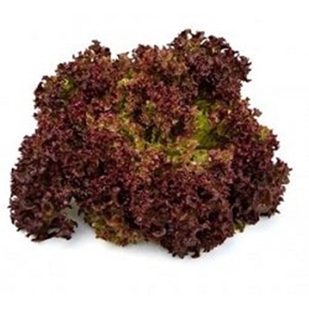 Lollo Rosa Seeds - Red Lettuce Seedsคื่นฉ่ายแม่และเด็กดอกทานตะวันผักชี ...