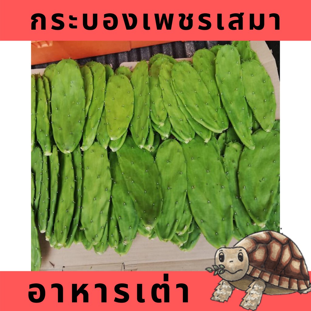 mark_humble, ร้านค้าออนไลน์ | Shopee Thailand