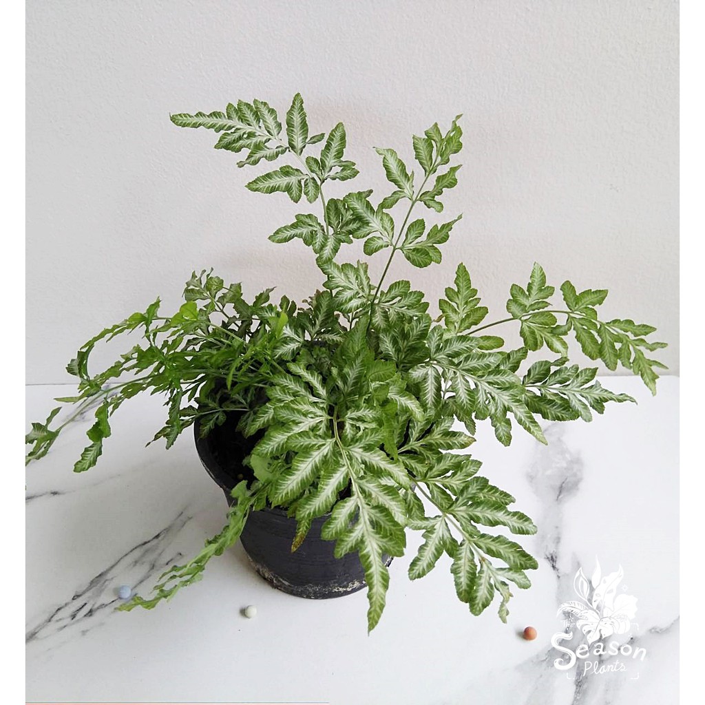 Pteris ถูกที่สุด พร้อมโปรโมชั่น ก.ย. 2023|BigGoเช็คราคาง่ายๆ