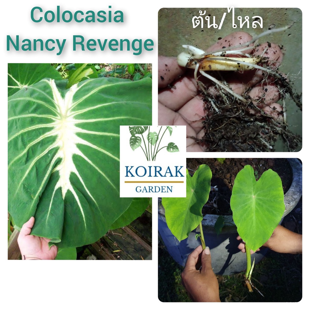 จุดประเทศไทย บอนแนนซี่ Colocasia Nancy Revengeเมล็ดอวบอ้วน 100 รอคอยที่ ...