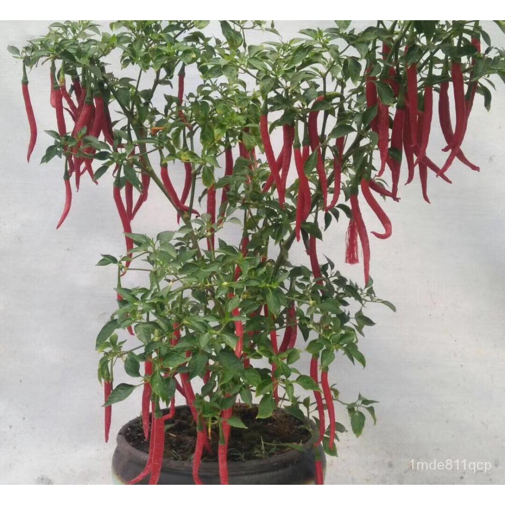 à¸ˆà¸¸à¸”à¸›à¸£à¸°à¹€à¸—à¸¨à¹„à¸—à¸¢ Fast Germination Local Ready Stock ...