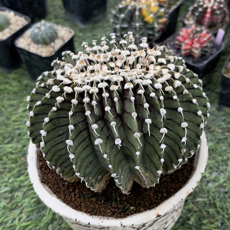 LB2178คริส ถูกที่สุด พร้อมโปรโมชั่น - มิ.ย 2022 | BigGo เช็คราคาง่ายๆ