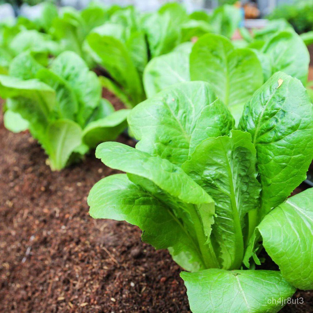 （เมล็ดพันธุ์ ผู้ผลิต）เมล็ดพันธุ์ ผักสลัด มินิคอส ( MINI COS ) แบบเคลือบ ...