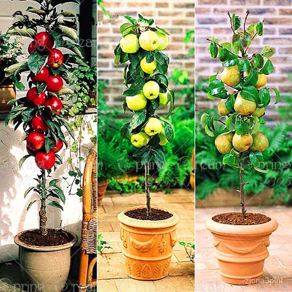 10pcs/Bag Dwarf Apple Seeds Miniature Apple Tree Sweet Organic Fruit ...