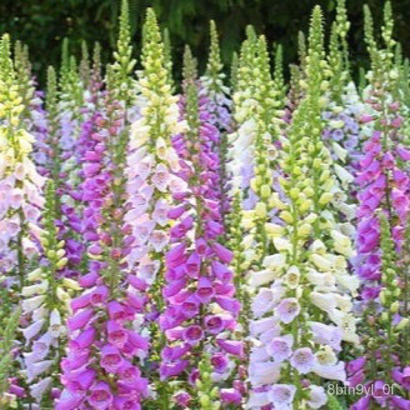 ขายส่งเมล็ดพันธุ์ ดอกถุงมือจิ้งจอก คละสี (Mixed Foxglove Flower) บรรจุ ...
