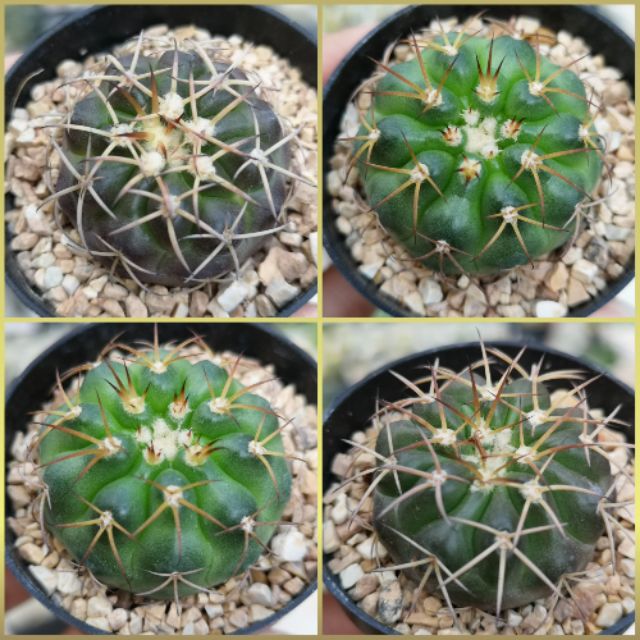 💐 ดิสโก้แคคตัส 💐 Discocactus latispinus | Shopee Thailand