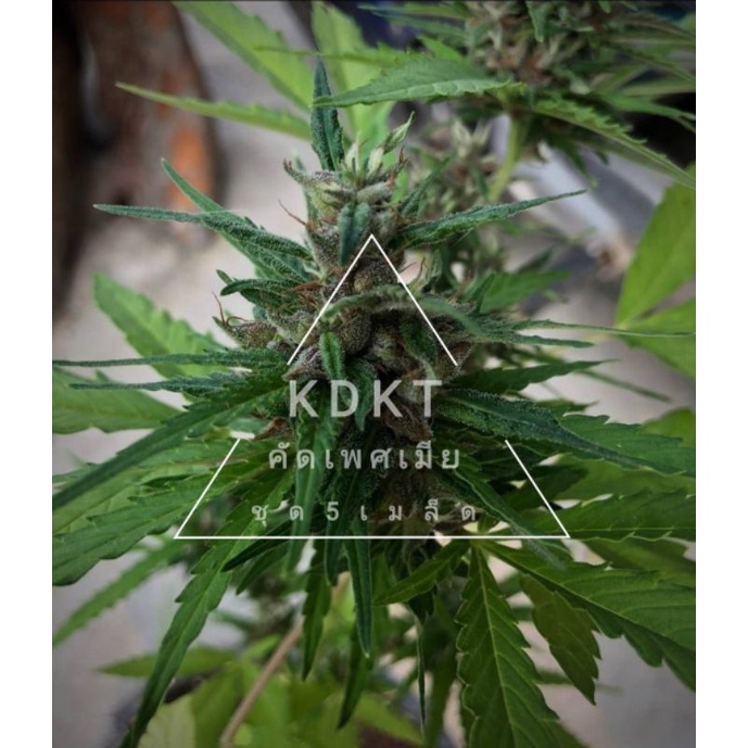 เมล็ดพันธุ์KDKTเกาะเต่า 1ชุดมี5เมล็ด คัดเพศเมีย - mary_jane.stick - ThaiPick