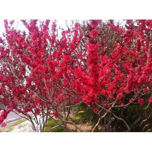 10 PCS Red Japanese cherry blossoms Seeds Courtyard Garden Bonsai Tree ...