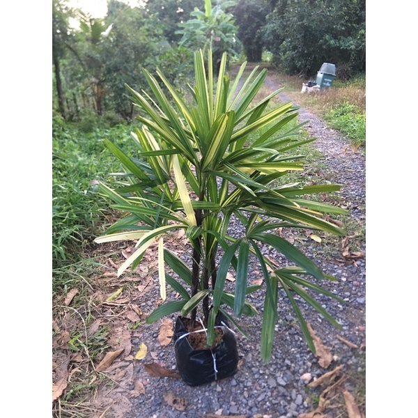 ต้นจั๋งด่าง ถูกที่สุด พร้อมโปรโมชั่น ก.ค. 2025 | BigGoเช็คราคาง่ายๆ