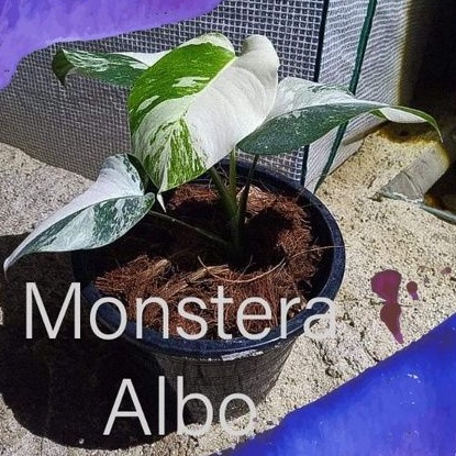 Monstera Albo มอนสเตร่า อัลโบ้ 4ใบด่าง ตำหนิตามภาพ - artjittrakorn ...