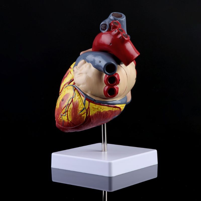 Disassembled Anatomical Human Heart Model Anatomy Medical Viscera ...