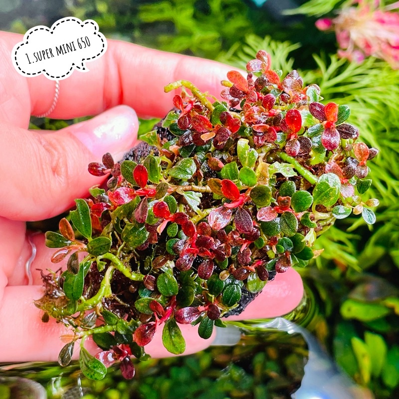 bucephalandra รวมใบน้ำ บูเซป ต้นไม้น้ำ buce bucep | Shopee Thailand