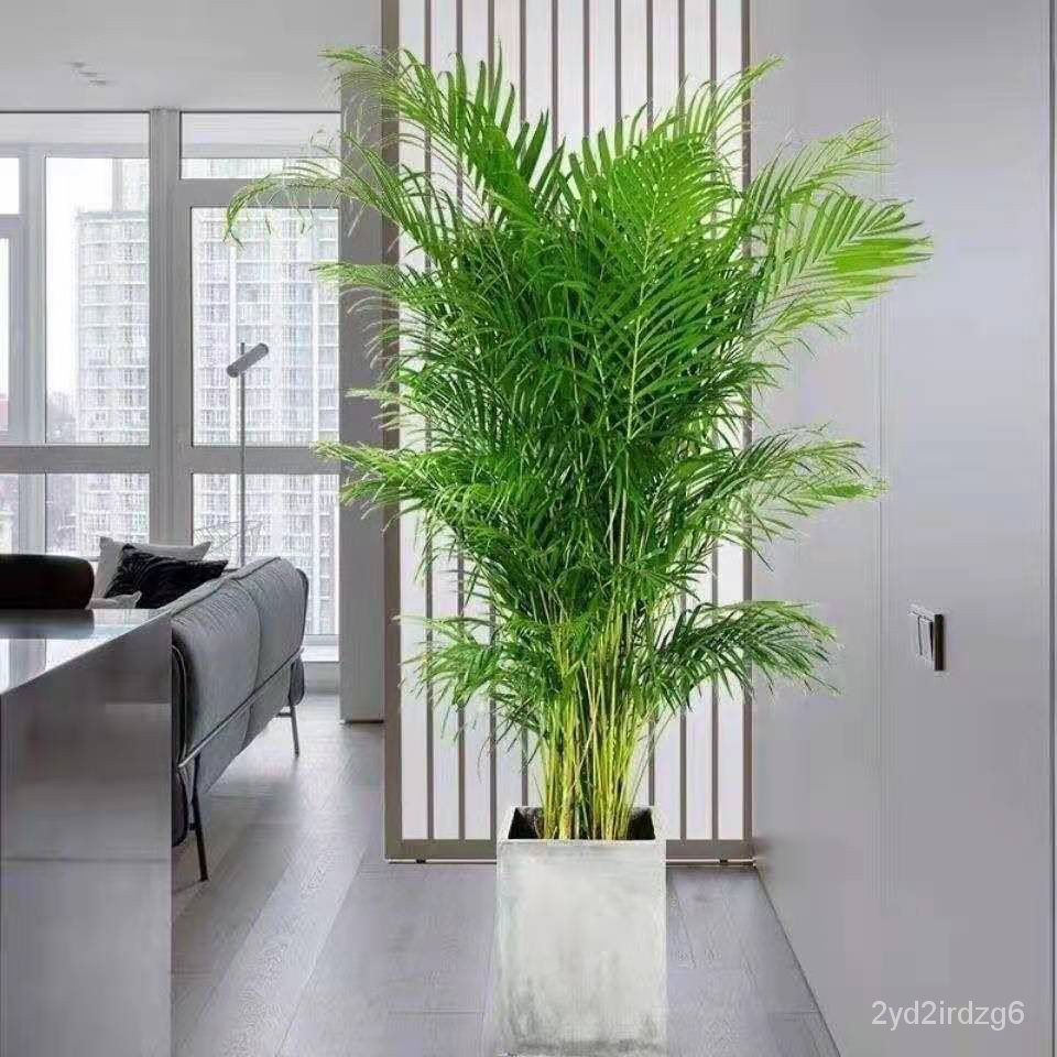 กระถางดอกไม้เพลิงกระถางฟีนิกซ์ไม้ไผ่ห้องนั่งเล่นในร่มพืชสีเขียวขนาดใหญ่ ...