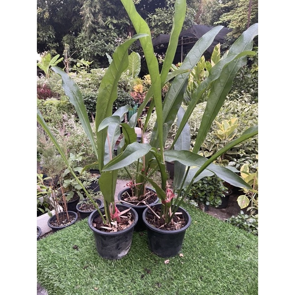 หน้าวัวเรอเนอซองค์ใบหยัก Anthurium Renaissance - klanprasom_tree - ThaiPick