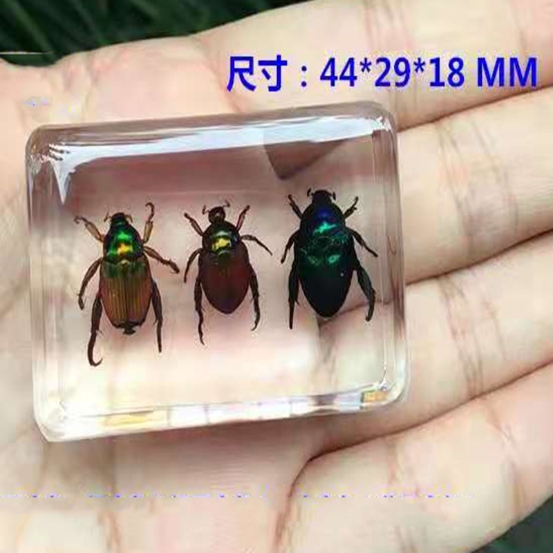 ตัวอย่าง1iece Scarab ect Secimen Ladybug Beetle In Clear Resin crafts ...