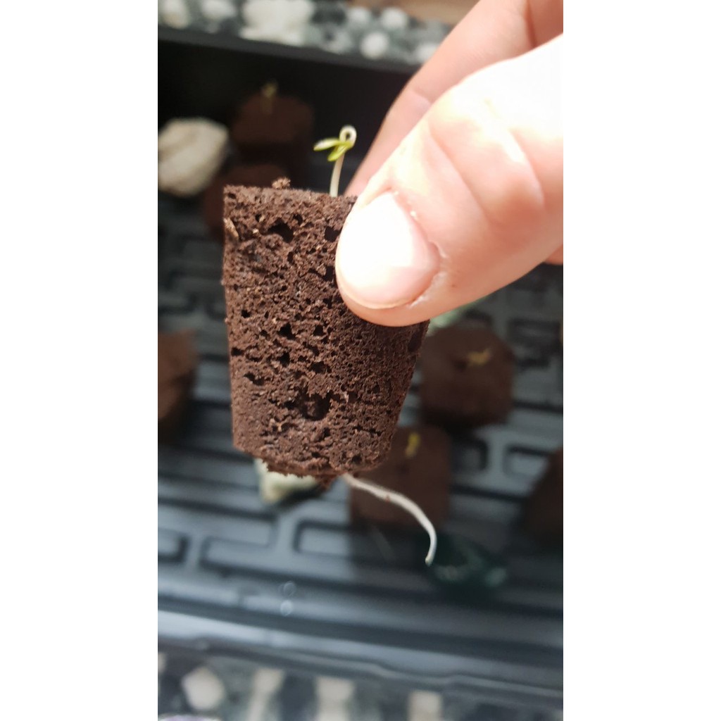 Root Riot ถุง original package ขนาด 100 cubes ปักชำ เพาะ เมล็ด ของแท้ ...