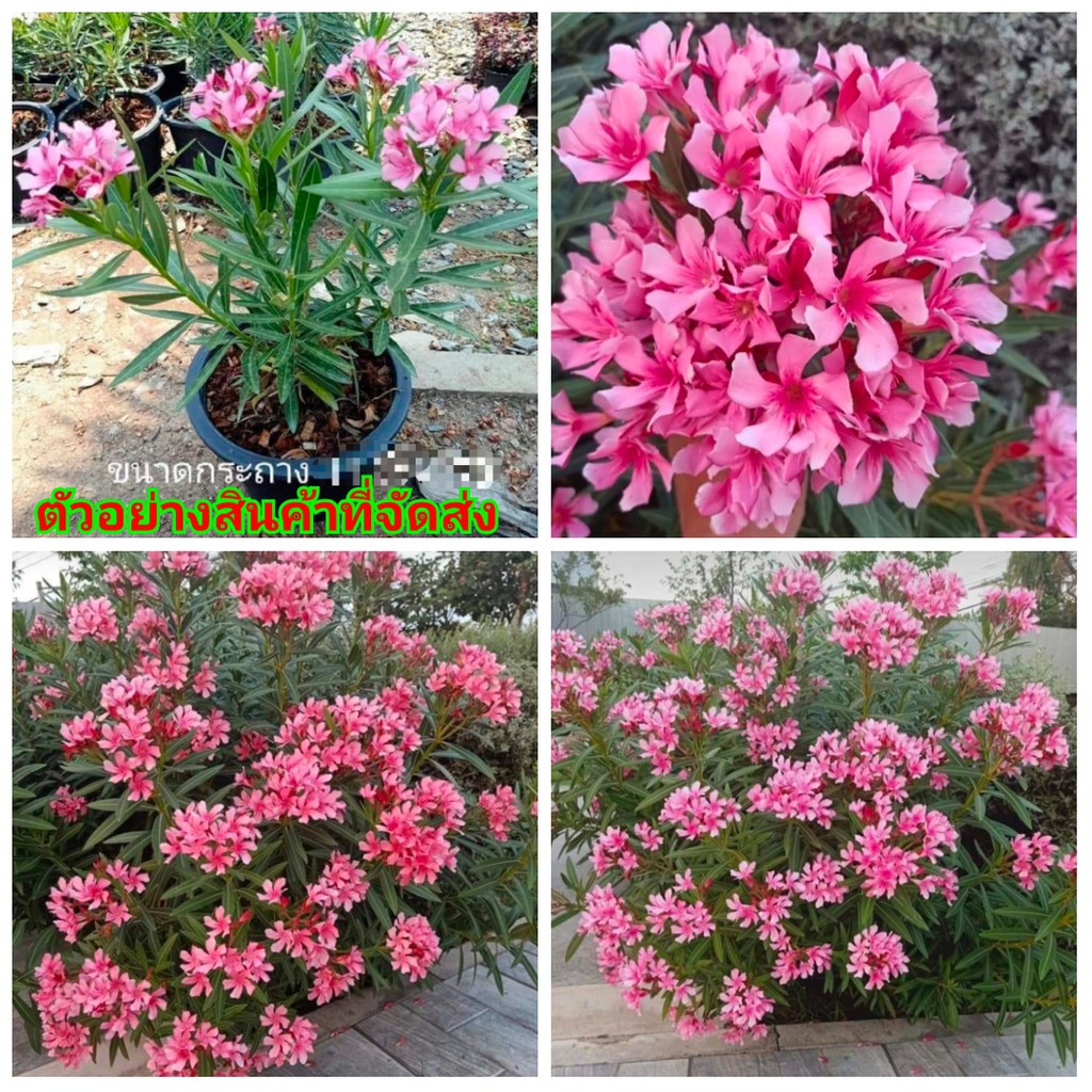 ต้นยี่โถชมพู ถูกที่สุด พร้อมโปรโมชั่น มิ.ย 2023|BigGoเช็คราคาง่ายๆ