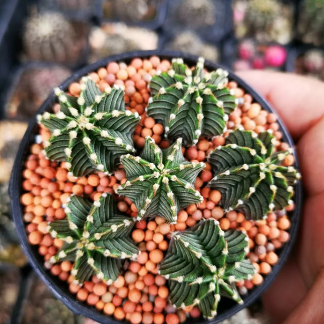 VOS014a แท้ ไม้เมล็ด - comsan2529 - ThaiPick