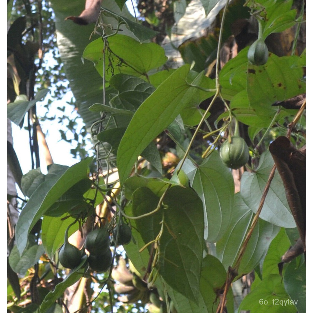 Tagara ถูกที่สุด พร้อมโปรโมชั่น มี.ค. 2023|BigGoเช็คราคาง่ายๆ