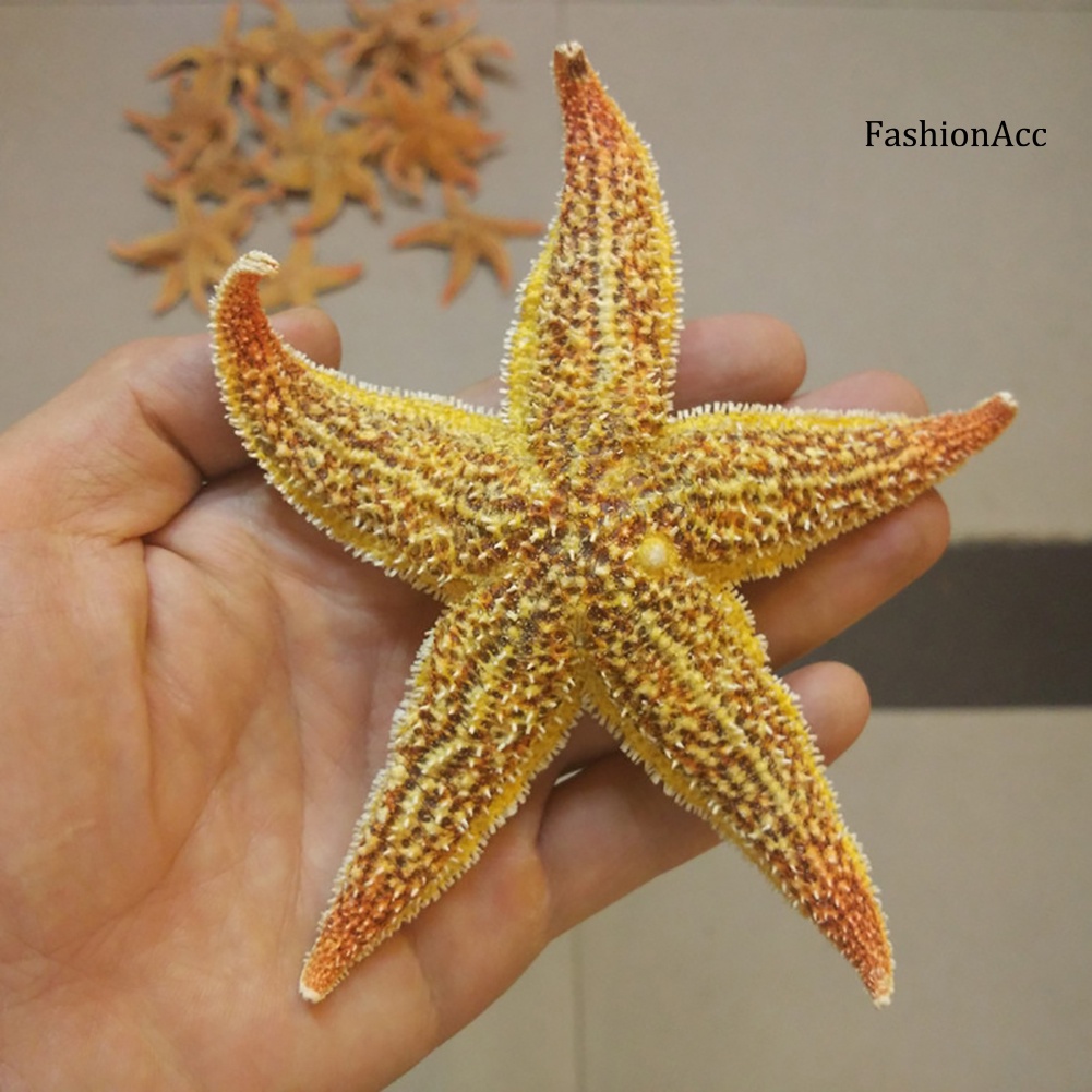 「FASH 」2Pcs Natural Dried Starfish Sea Star Beach Craft Wedding Party ...