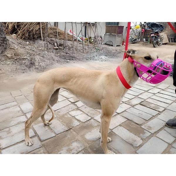 Gree Canine Cage Whippet Fine Dog Mouth Horse Cover Pet Gehui ปากกรง ...