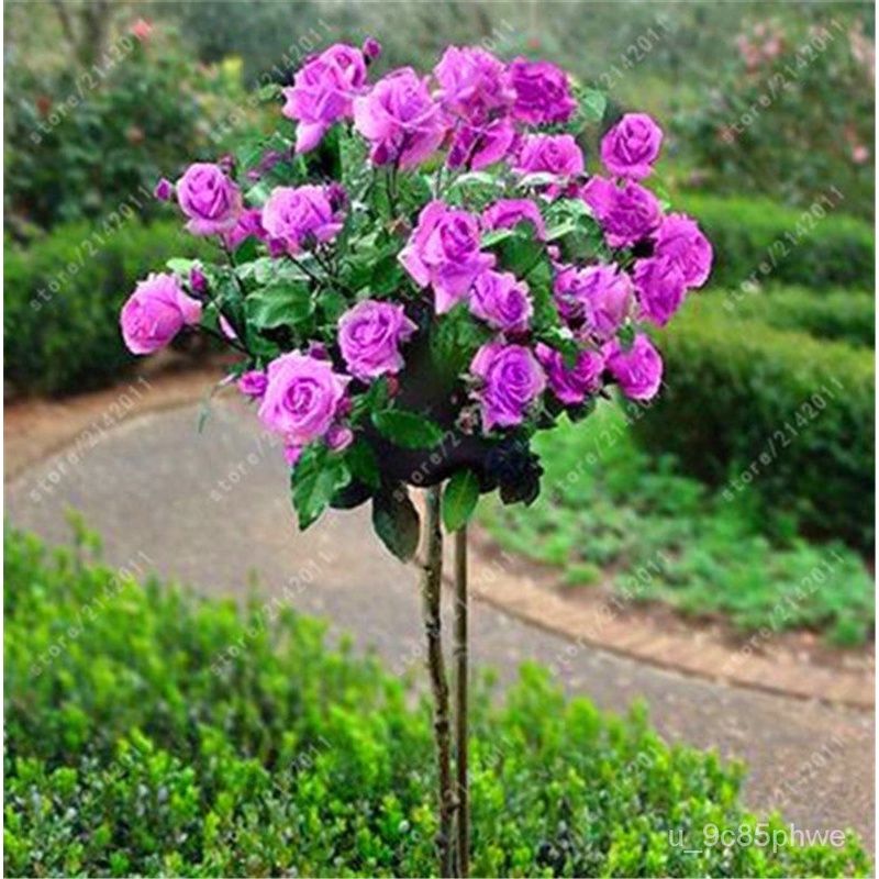 2022100 pcsbag rose tree rose seeds bonsai flower seeds tree seeds ...