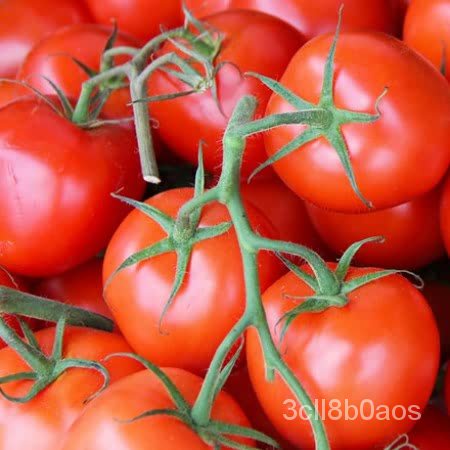 จุดประเทศไทย Apollo Tomato Seeds - Improve Varietyเมล็ดอวบอ้วน 100 รอ ...