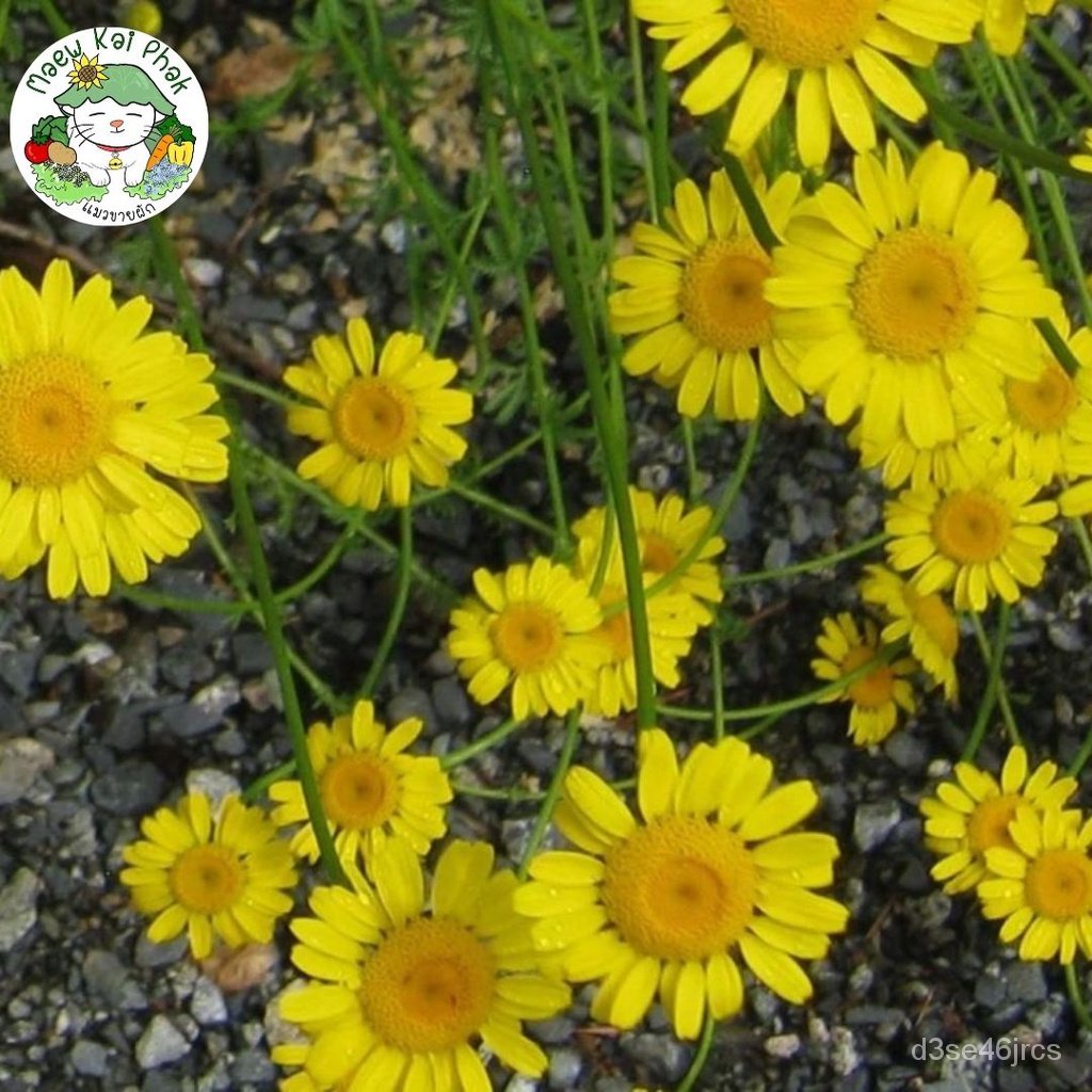 เมล็ดพันธุ์คุณภาพสูงในสต็อกในประเทศไทยเมล็ดอวบอ้วน เดซี่ มาร์กาเร็ต สี ...