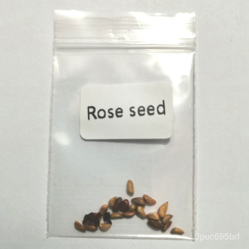 Rose Seeds for Yard Gardening Plant 50Pcs Fresh Rare Rose Seeds Flower ...