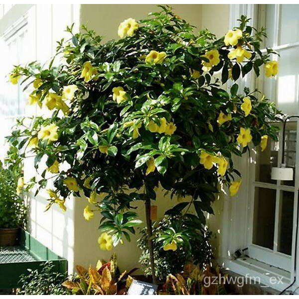 50 seeds/pack Bonsai ornamental flower seed Yellow Allamanda flower ...