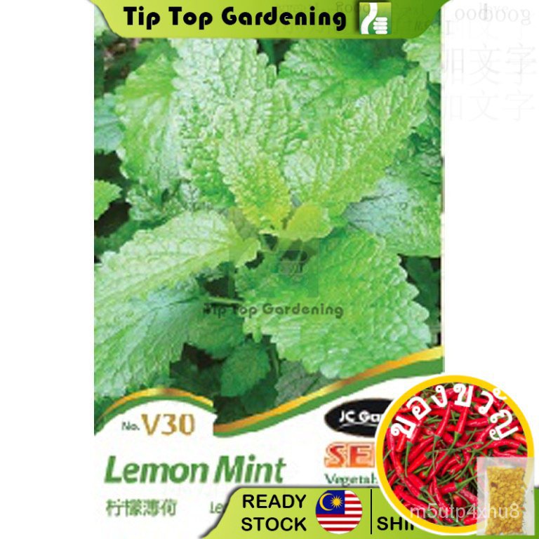V30 LEMON BALM JC GARDEN VEGETABLE SEED BIJI BENIH LEMON MINTมะละกอ ...