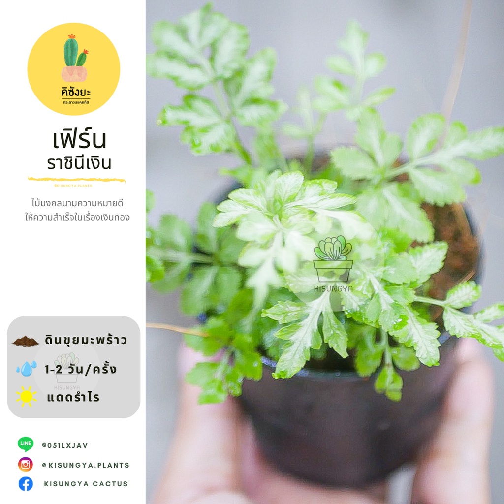 ต้นเฟิร์นราชินี ถูกที่สุด พร้อมโปรโมชั่น ส.ค. 2022|BigGoเช็คราคาง่ายๆ