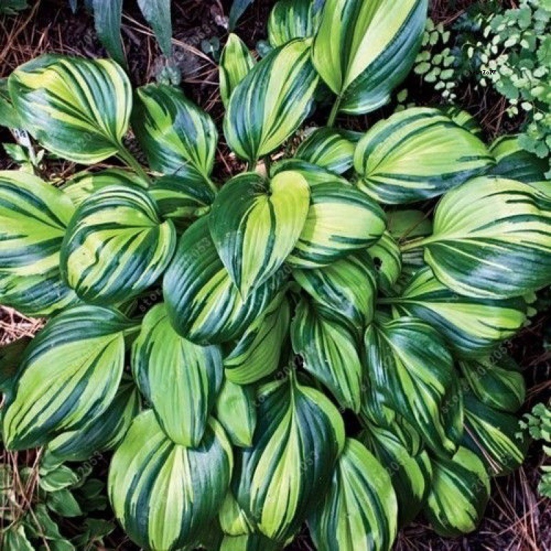 ขายส่ง บอนสี 50 เมล็ด เมล็ดพันธุ์ Hosta plantaginea Caladium Seeds บอน ...