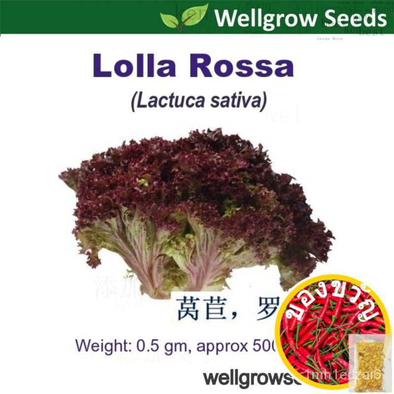 ผักกาดหอม Lolla Rossa เมล็ด (0.5gmประมาณ500 Sds) และผักกาดหอมหลากหลาย ...