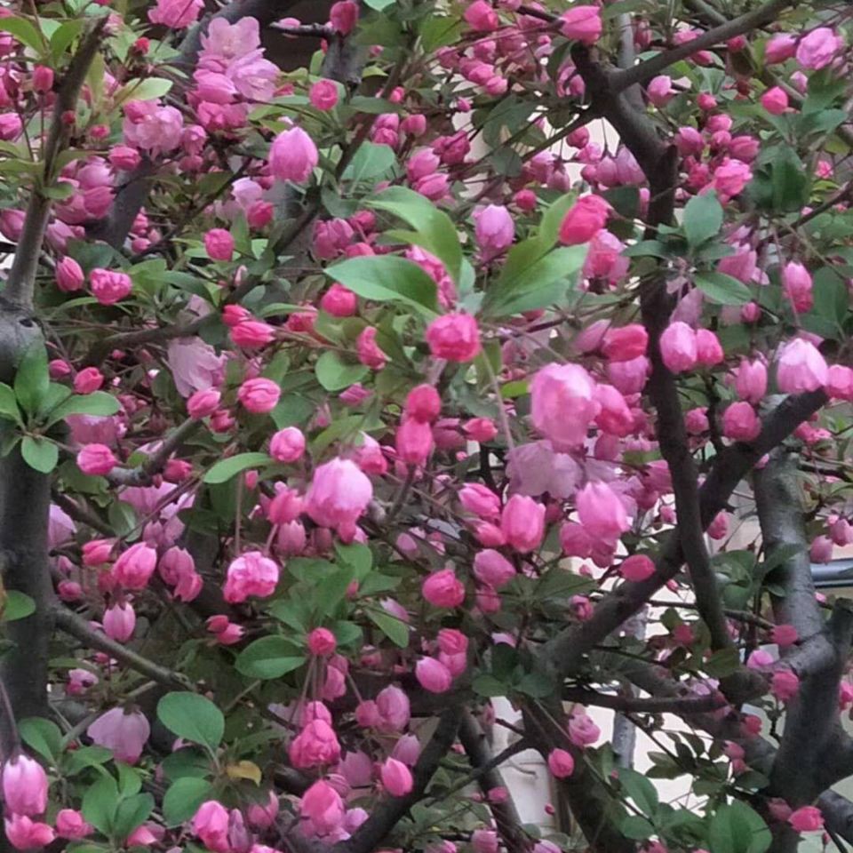 Promotion] Hui Ming Xuan tea Dendrobium native product Huoshan Huangya ...