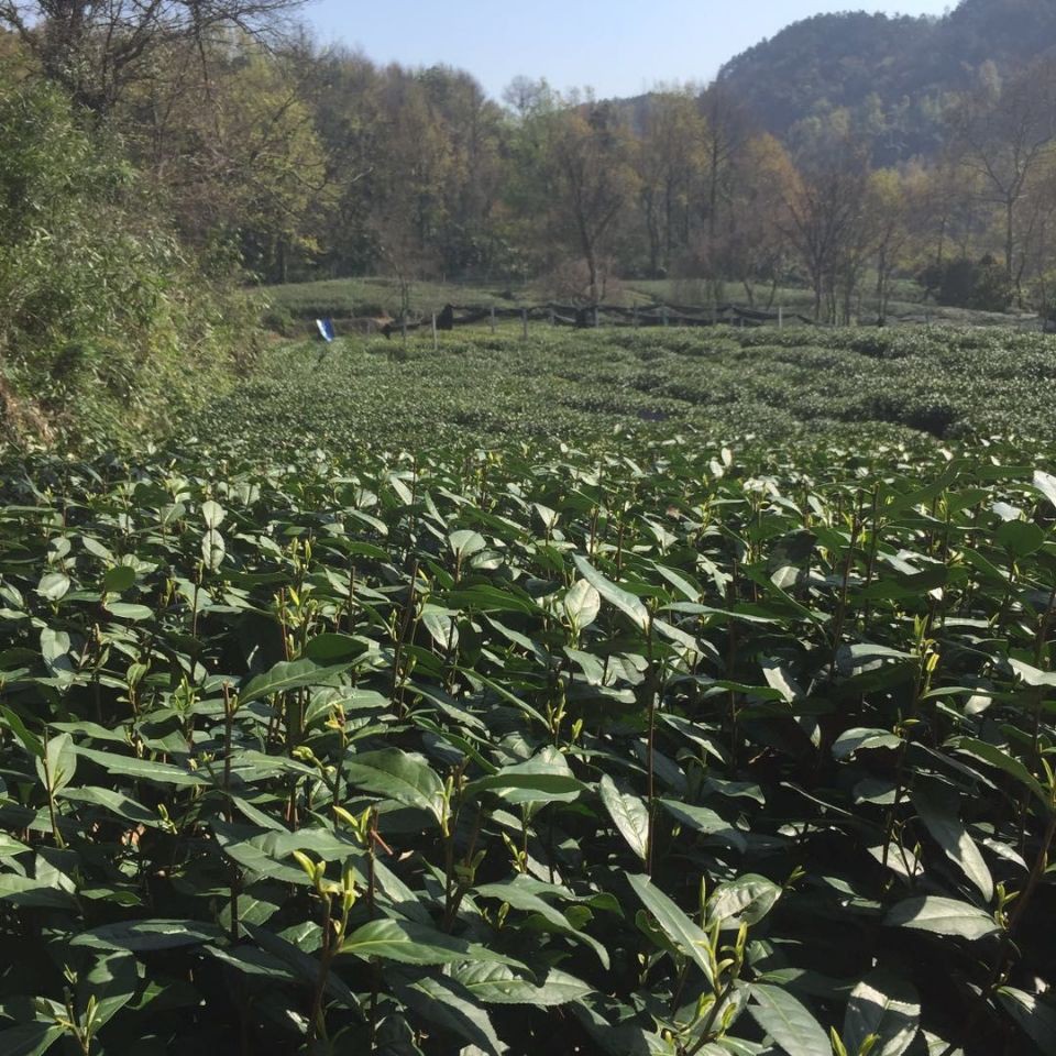 Promotion] Hui Ming Xuan tea Dendrobium native product Huoshan Huangya ...