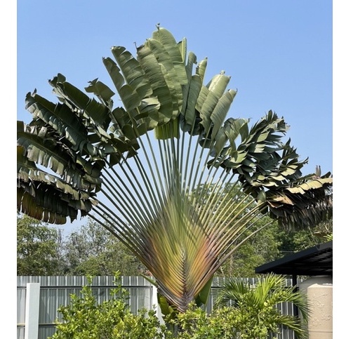 ต้นกล้วยพัด (Travelers tree) ไม้ประดับถุงขนาด40-70ซม. - jardindesuko ...