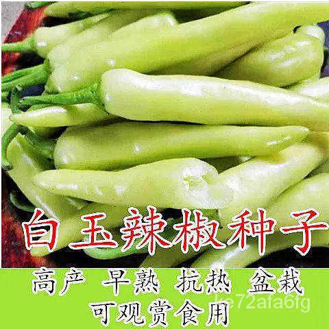 Biji Benih Lada Jed Putih (30 Seeds) หยกขาวพริกไทยเมล็ด Formica สีขาว ...