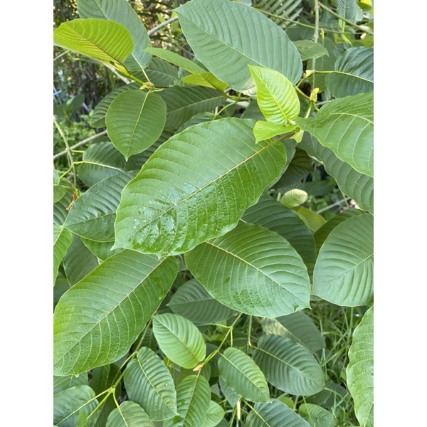 ใบกระท่อมก้านแดงครึ่งกิโล ถูกที่สุด พร้อมโปรโมชั่น - มี.ค. 2022 | BigGo ...